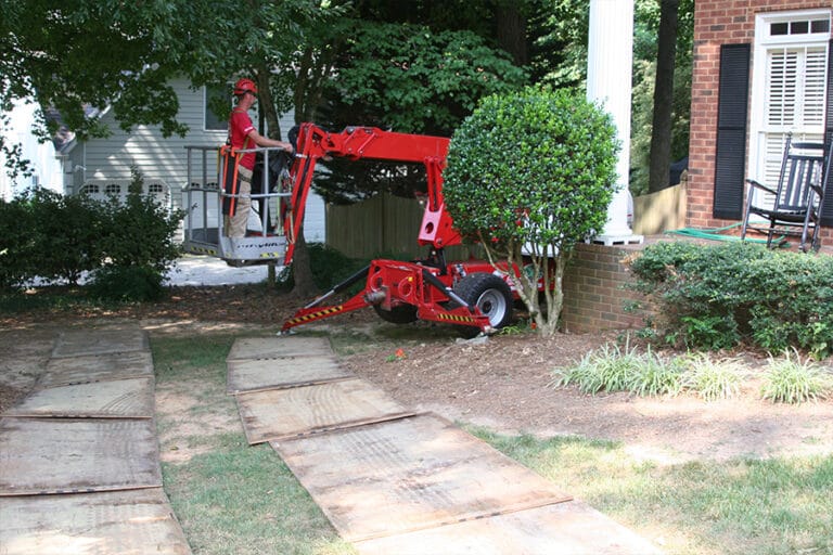 King Tree Experts | Providing Expert Tree Services